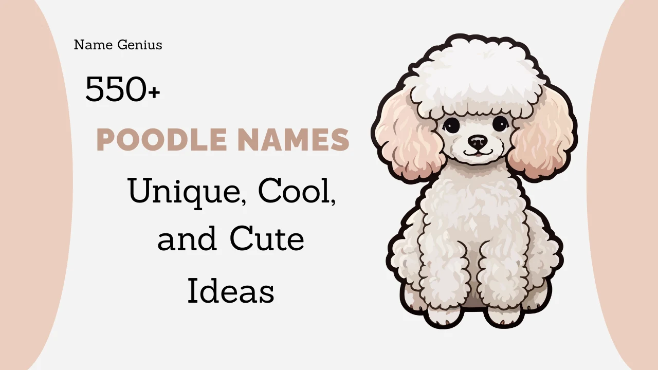 550+ Poodle Names: Unique, Cool, and Cute Ideas