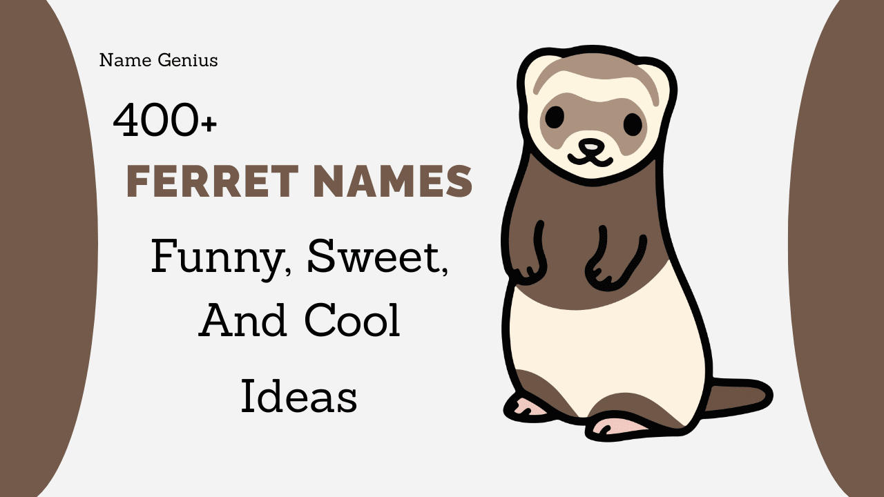 400+ Ferret Names: Funny, Sweet, And Cool Ideas