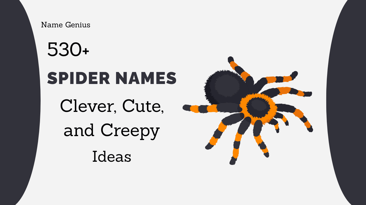 530+ Spider Names: Clever, Cute, and Creepy Ideas