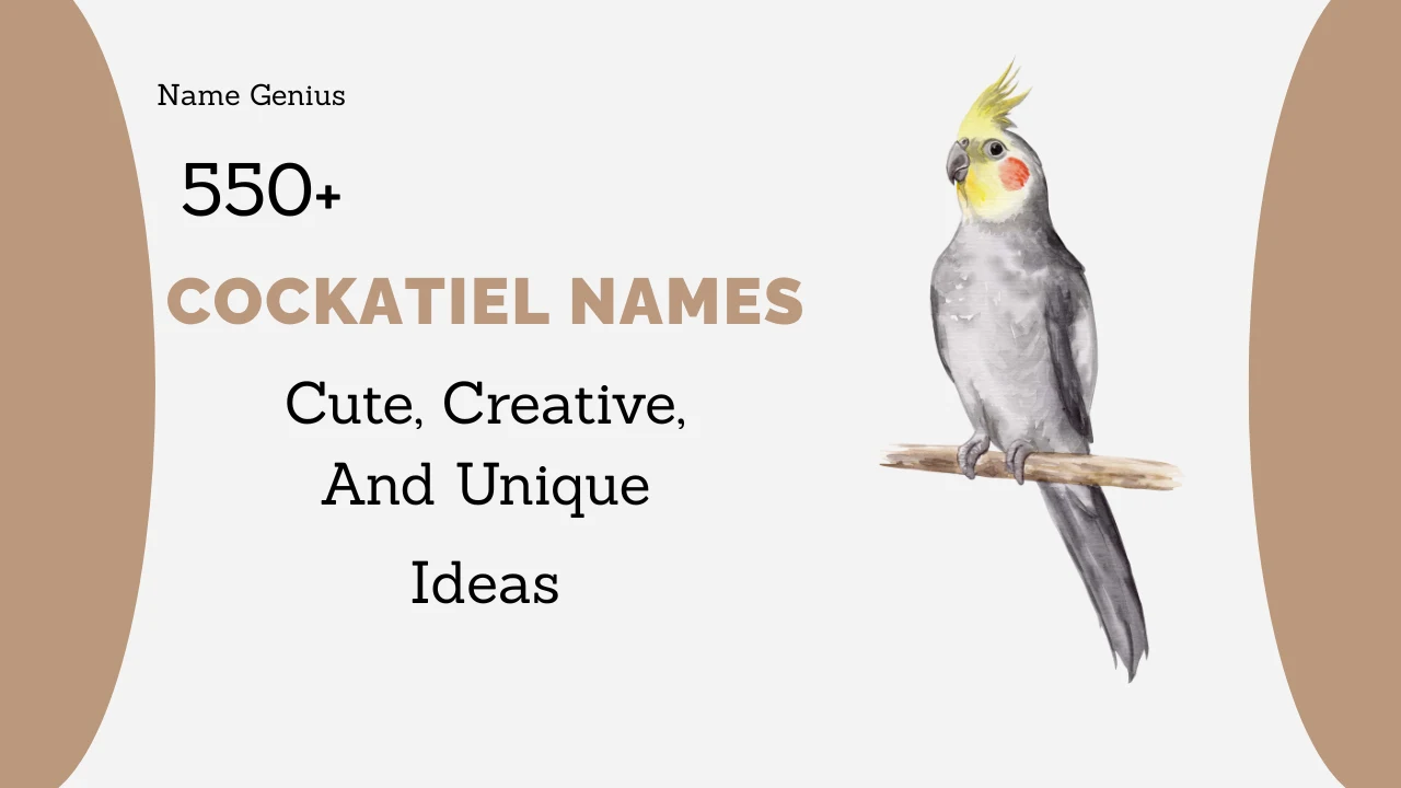550+ Cockatiel Names: Cute, Creative, And Unique Ideas