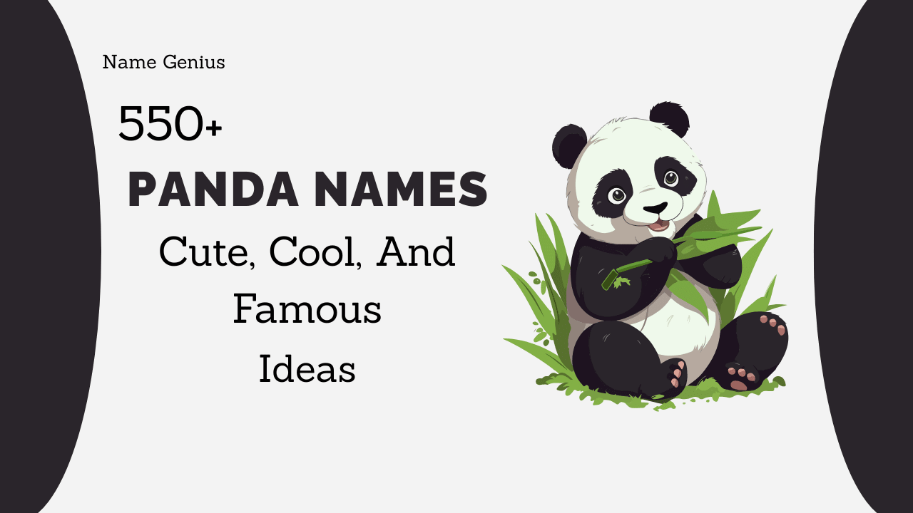 550+ Panda Names: Cute, Cool, And Famous Ideas