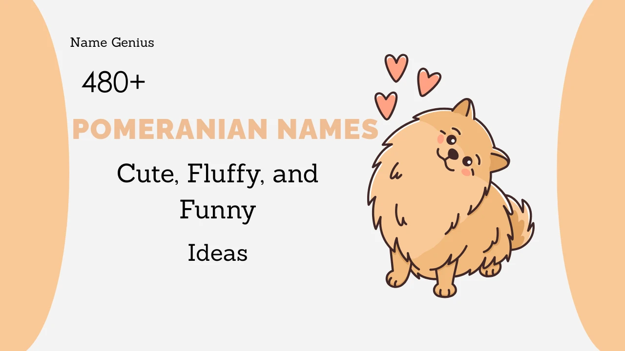 480+ Pomeranian names: Cute, Fluffy, and Funny Ideas