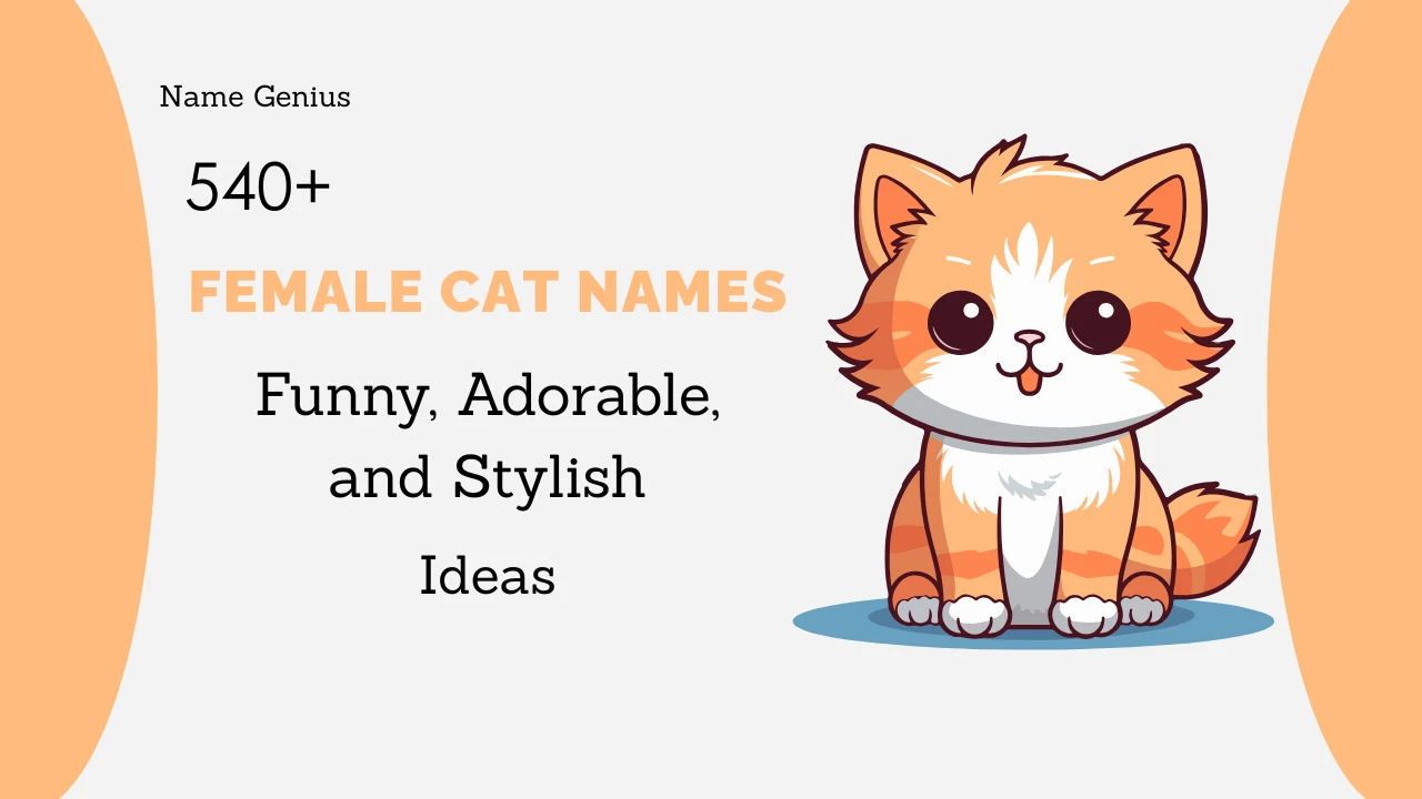 540+ Female Cat Names: Funny, Adorable, and Stylish Ideas