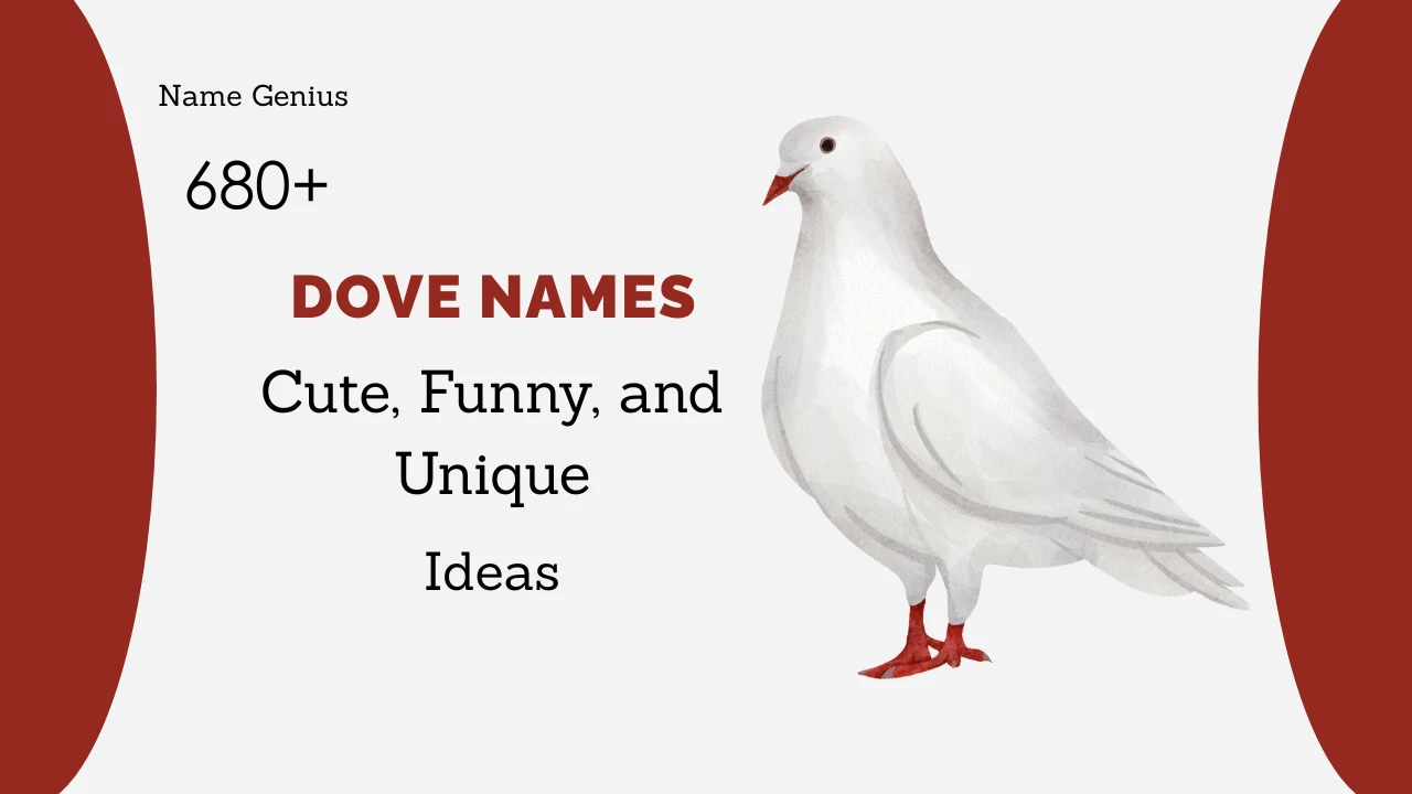 680+ Dove Names: Cute, Funny, and Unique Ideas