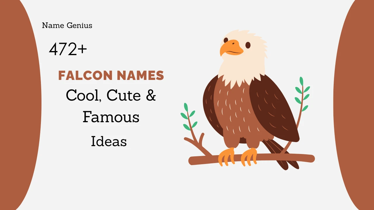 472+ Falcon Names: Cool, Cute & Famous Ideas for Bird Lovers