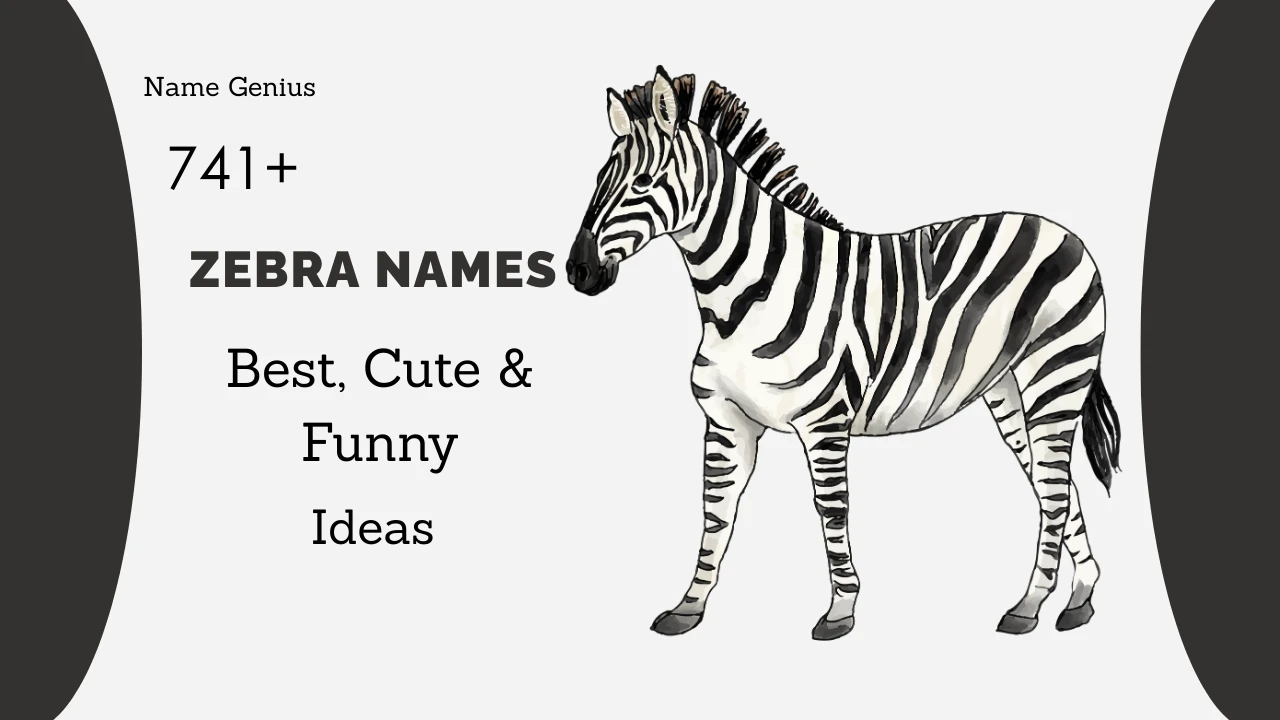 741+ Zebra Names: Best, Cute & Funny Ideas for Animal Lovers