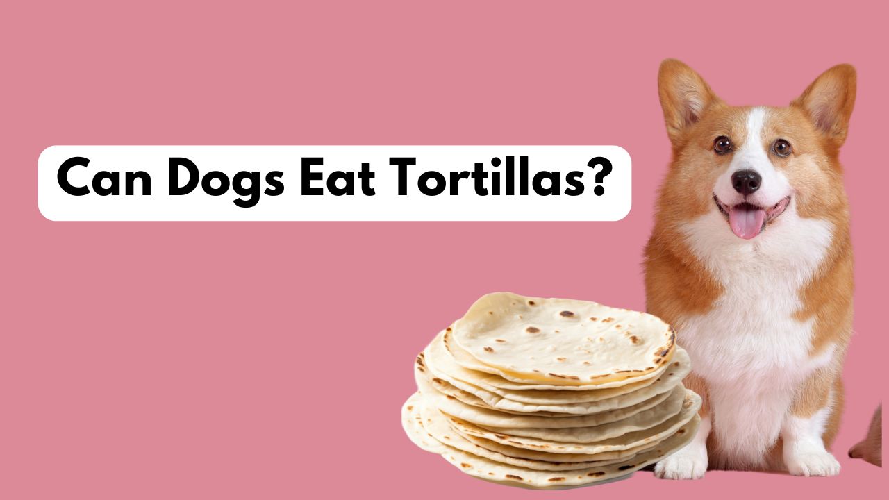 Can Dogs Eat Tortillas?